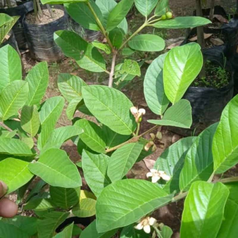 Promo Ori Tanaman Buah Jambu Biji Atau Jambu Kristal Ukuran 75cm Sudah ...