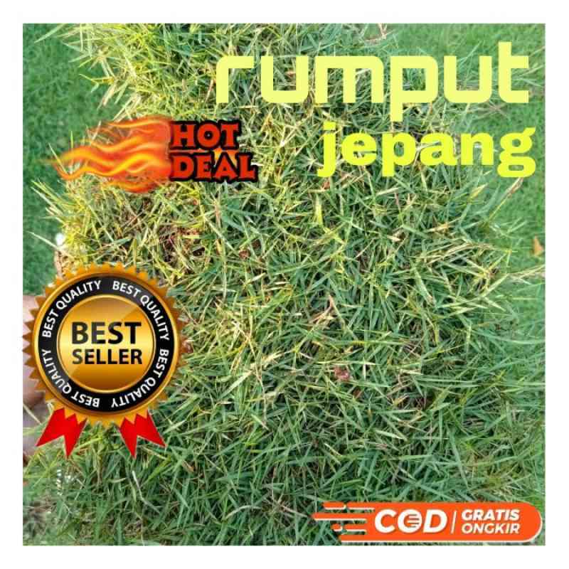 Jual Paketan 5 Meter Rumput Jepang/rumput Taman Murah Di Seller Winter ...