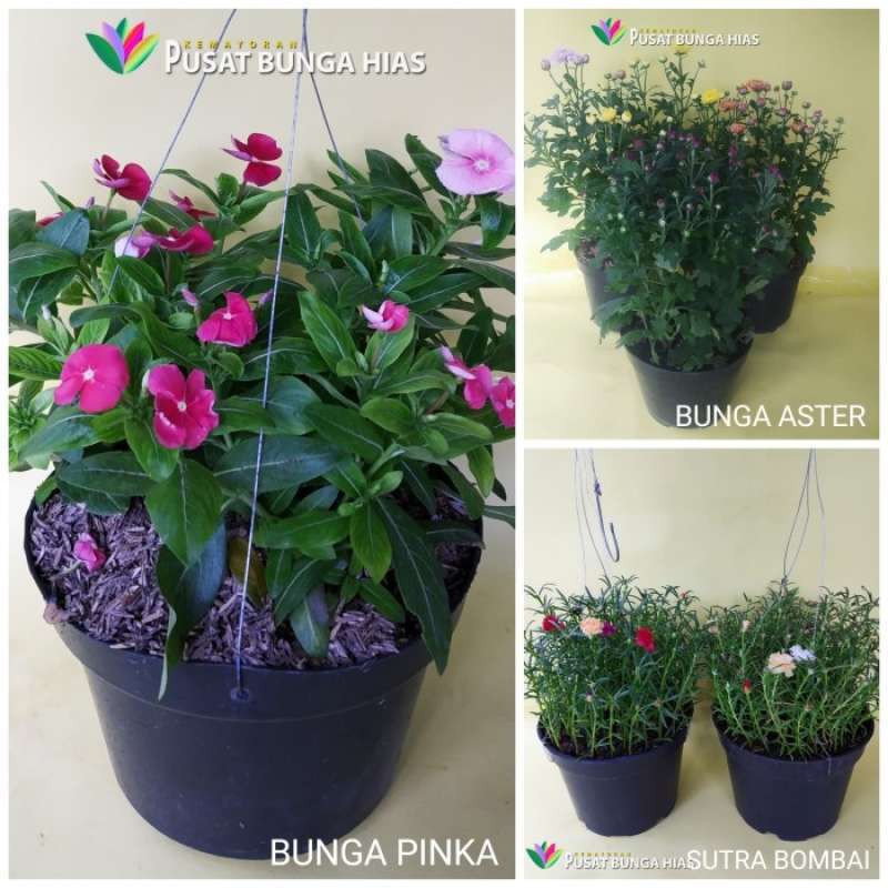 Promo Paket Irit Tanaman Bunga / Tanaman Hias Berbunga / Tanaman ...