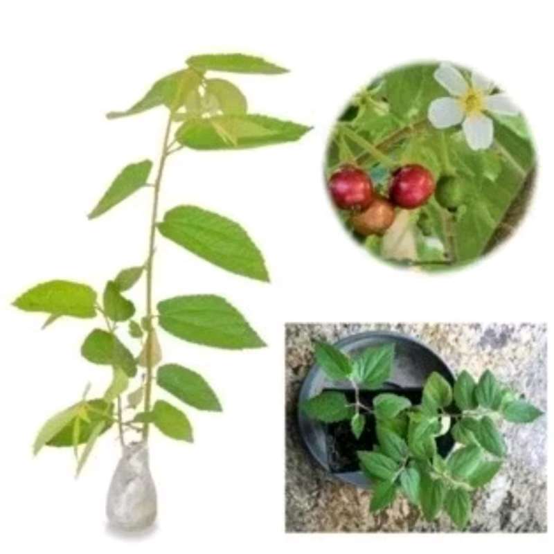 Jual Bibit Tanaman Kersen/keres/baleci/badri(dikirim Plus Tanahnya) Di ...