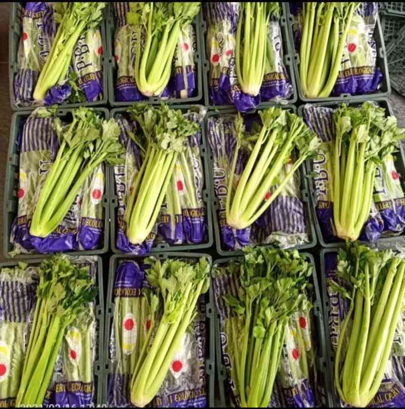 Jual Celery Stick /seledri Import Fresh 10kg Di Seller Kenken Juice ...