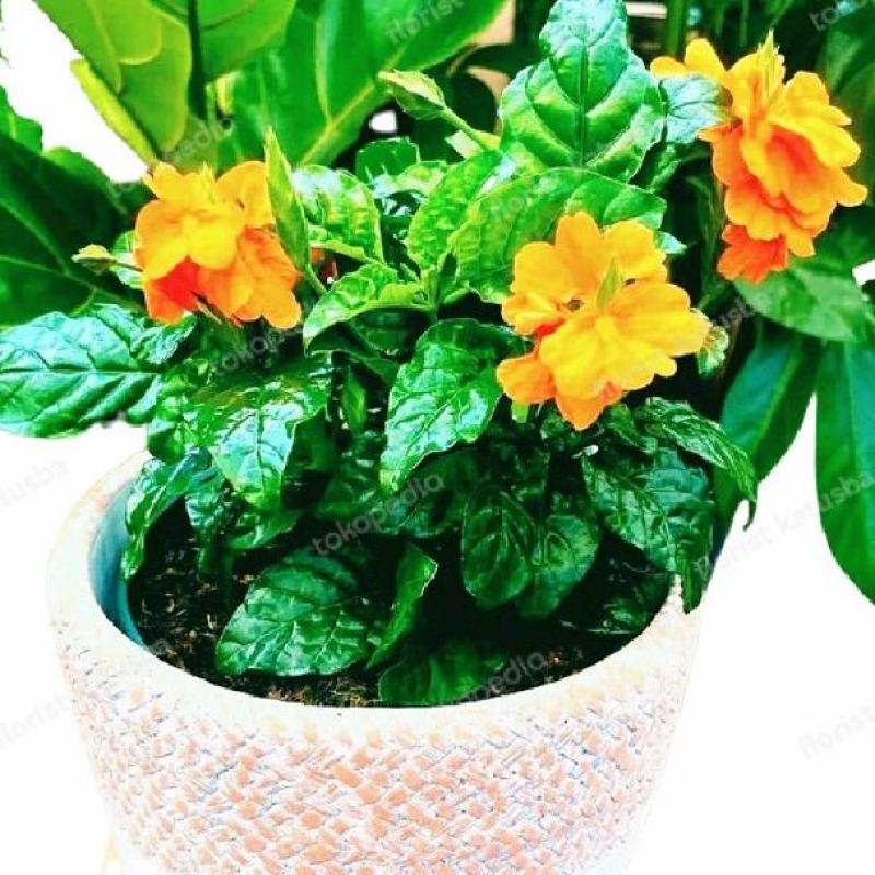 Jual Tanaman Hias Berduri 💯 Harga Murah & Kualitas Terbaik Desember 2025