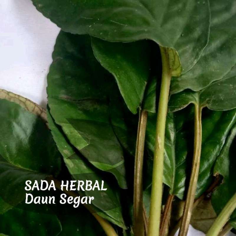 Promo Daun Reundeu Segar Lalapan Has Sunda Fresh Petik Diskon 3% Di ...