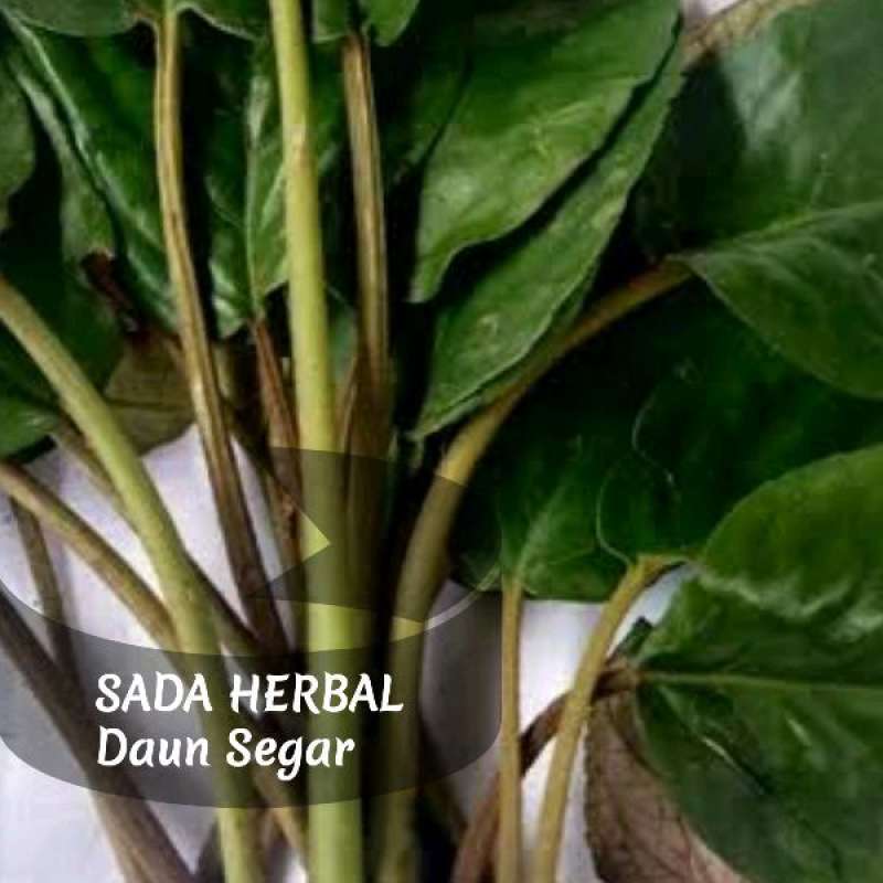 Promo Daun Reundeu Segar Lalapan Has Sunda Fresh Petik Diskon 3% Di ...