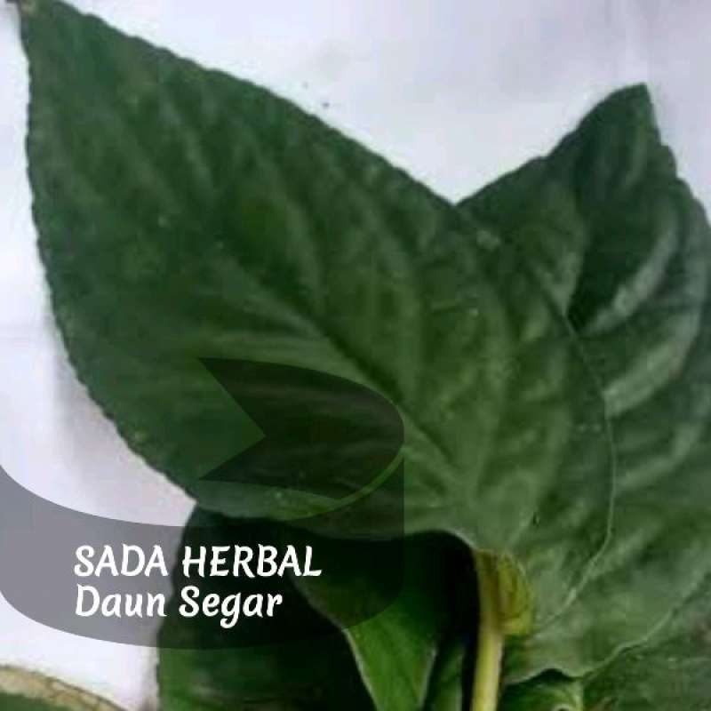 Promo Daun Reundeu Segar Lalapan Has Sunda Fresh Petik Diskon 3% Di ...