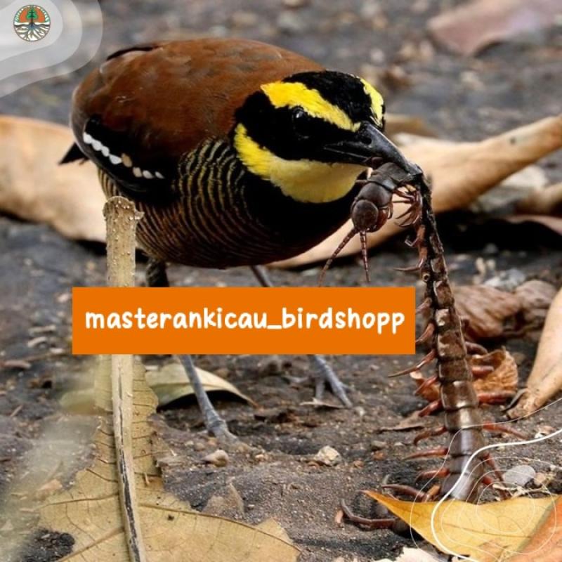 Promo Burung Pancawarna Hutan Keren Banget Diskon 23% Di Seller Tiny Petshop - Cilandak Timur ...