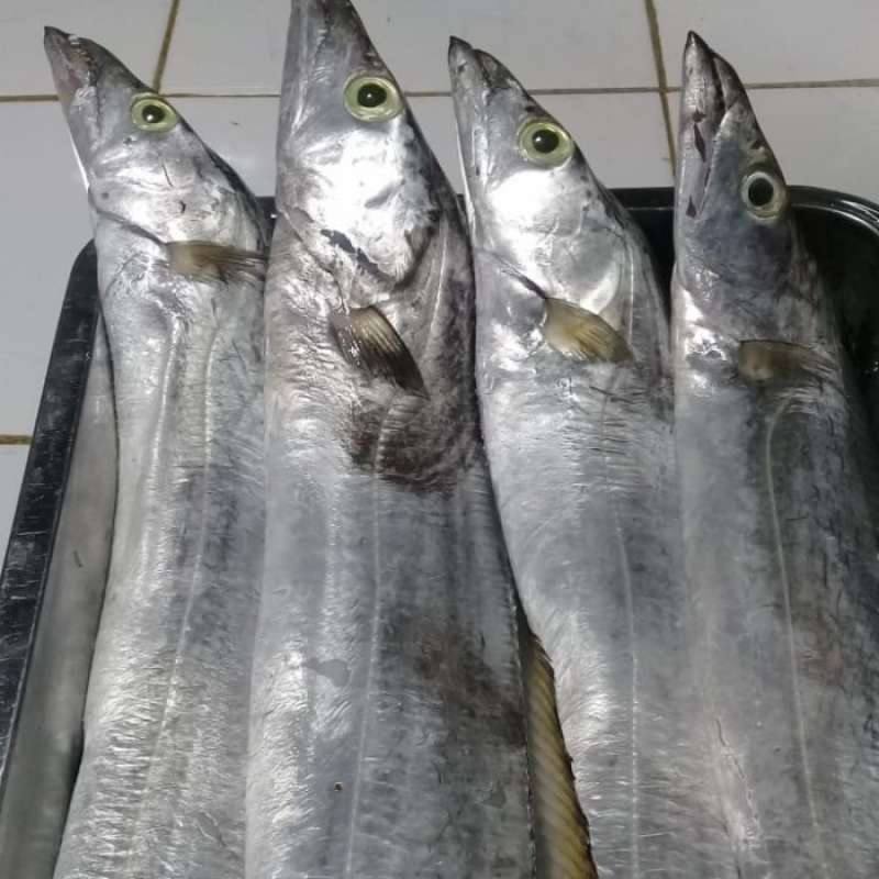 Jual Ikan Layur 500gr / Ikan Segar - Bawangbagus Halal di Seller ... Jual Ikan Layur 500gr / Ikan Segar - Bawangbagus Halal di Seller ...