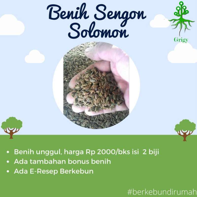 Jual Benih Sengon ,biji Sengon, Tanaman Sengon Di Seller Grigy ...