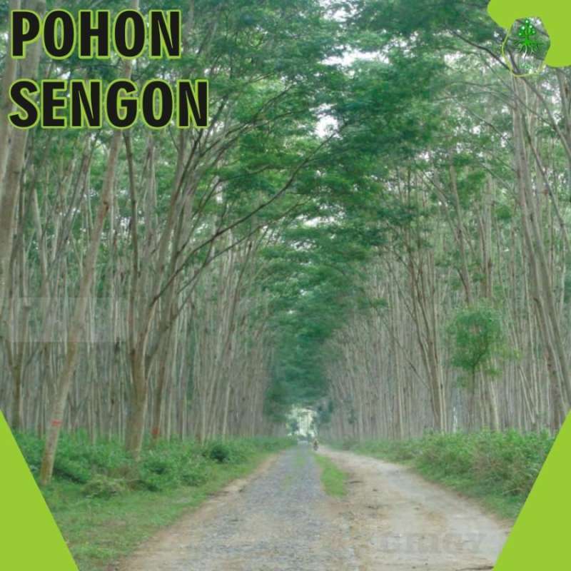 Jual Benih Sengon ,biji Sengon, Tanaman Sengon Di Seller Grigy ...
