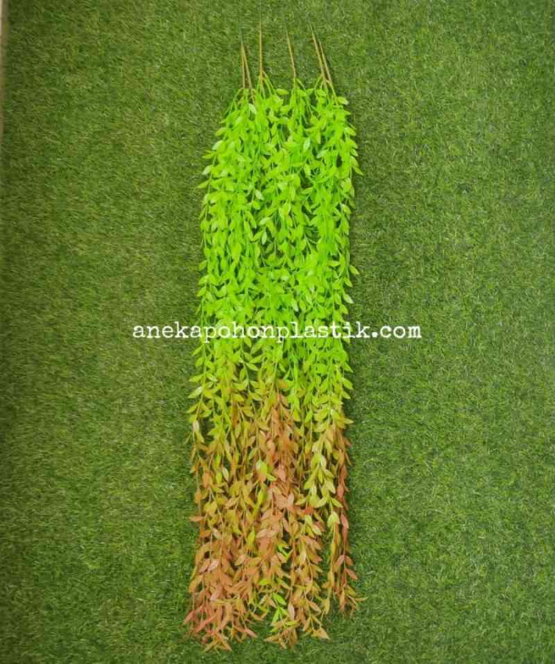 Promo Daun Rambat Juntai Gradasi Warna Hijau Muda Merah Tanaman ...