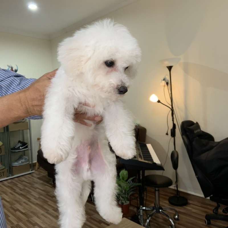 Promo Bichon Frise mini 6 bulan jantan anjing keturunan Champion Diskon ...