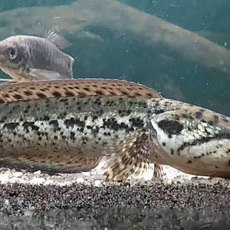 Channa Bankanensis