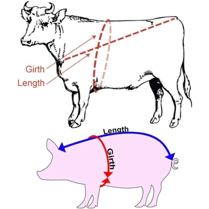 Promo 250 cm 1 Ton Meteran Sapi Mengukur Lingkar Dada & Bobot Berat ...
