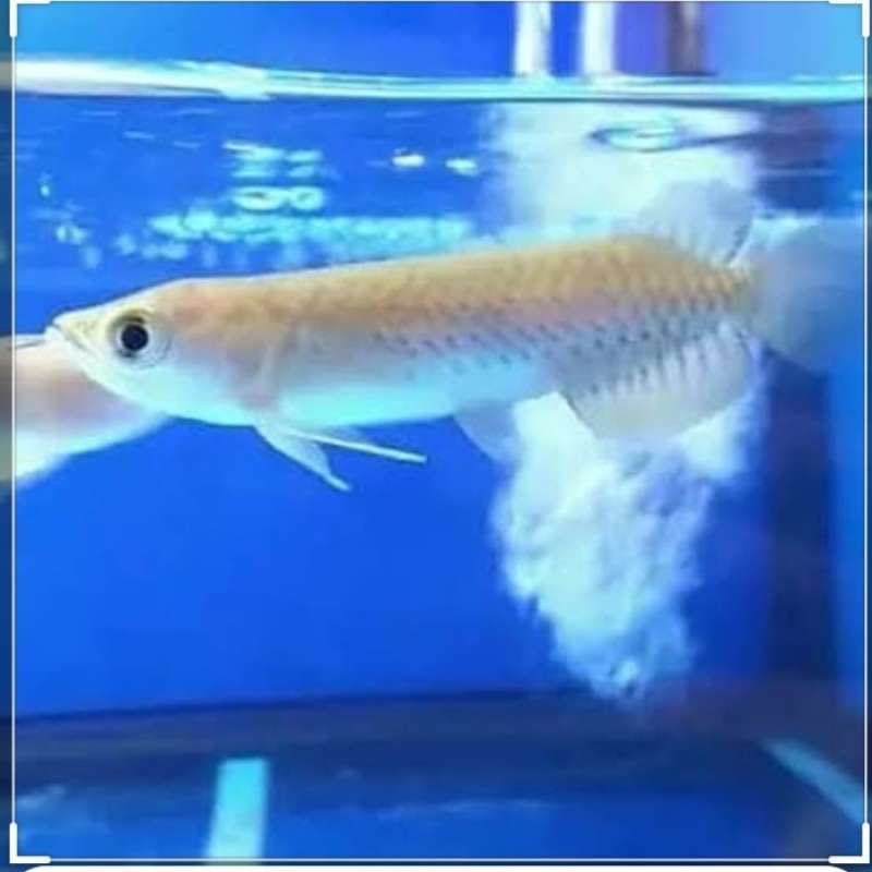Ikan Arwana Pino