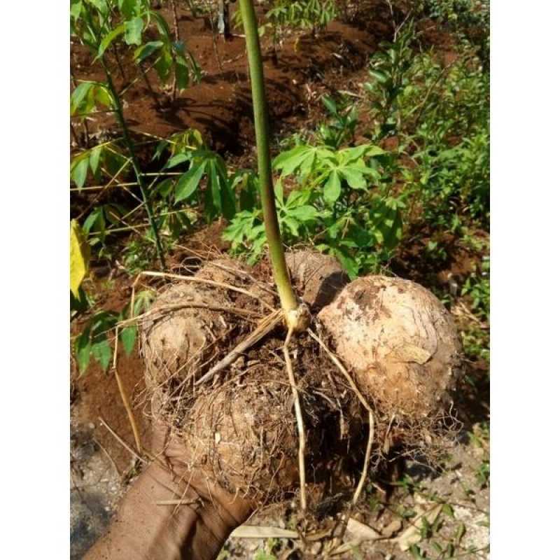 Jual Gadung Umbi Gadung Segar 1kg Di Seller Marwahbumbudapur - Domiyang ...