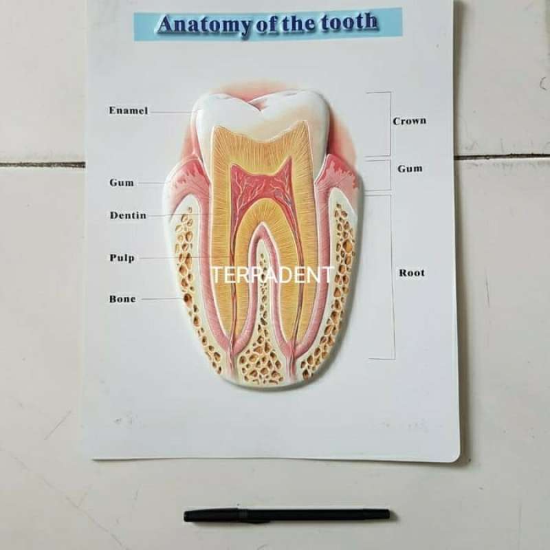 Promo Poster gigi ( anatomy of tooth ) Diskon 23% di Seller Wana Store ...