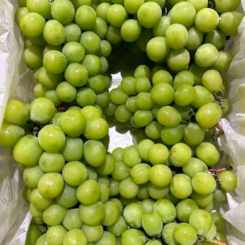 Jual Anggur Muscat 1 Kg Termurah - Harga Grosir Terupdate Hari Ini | Blibli