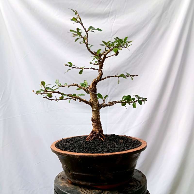 Jual Pohon Bonsai Hokiantea Bunga Di Seller Enk Bonsai Art - Jonggol ... Jual Pohon Bonsai Hokiantea Bunga Di Seller Enk Bonsai Art - Jonggol ...