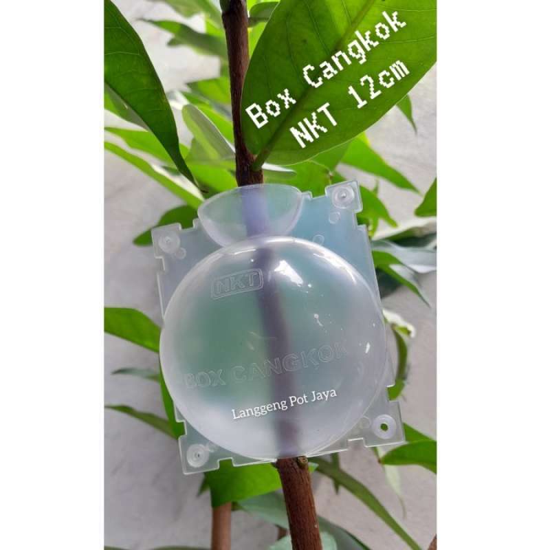 Promo Box Cangkok Tanaman Untuk Semua Jenis Batang Tanaman Ukuran 12cm ...