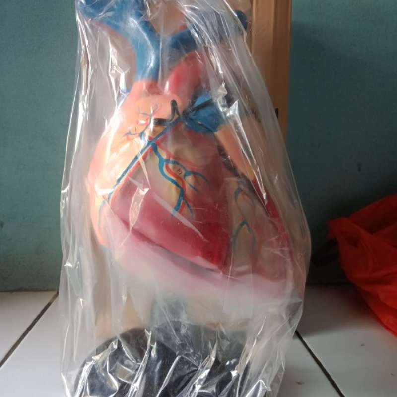 Promo MODEL JANTUNG MANUSIA / TORSO JANTUNG / ALAT PERAGA BIOLOGI ...
