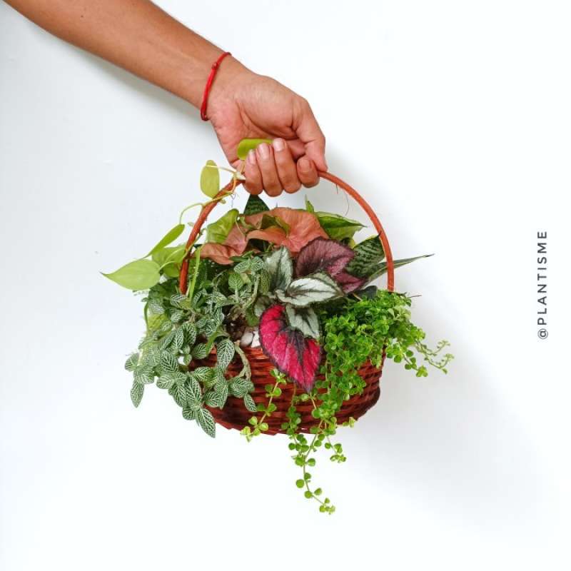 Promo Basket Planter Keranjang Set Gift Hampers Pajangan Tanaman ...