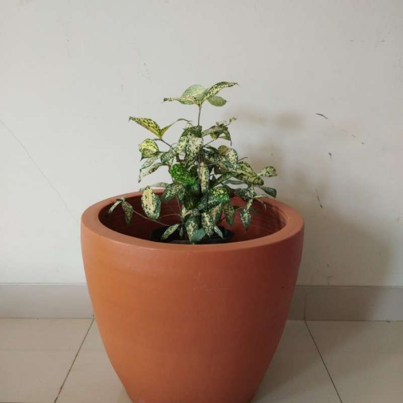 Promo POT BESAR POT TANAMAN DARI GERABAH TANAH LIAT DIAMETER 50 CM 40 ...