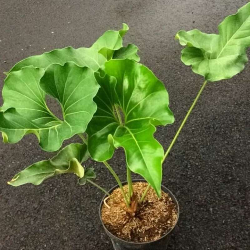 Promo Terbaik Tanaman Hias Indoor - Anthurium Corong Diskon 22% di ...