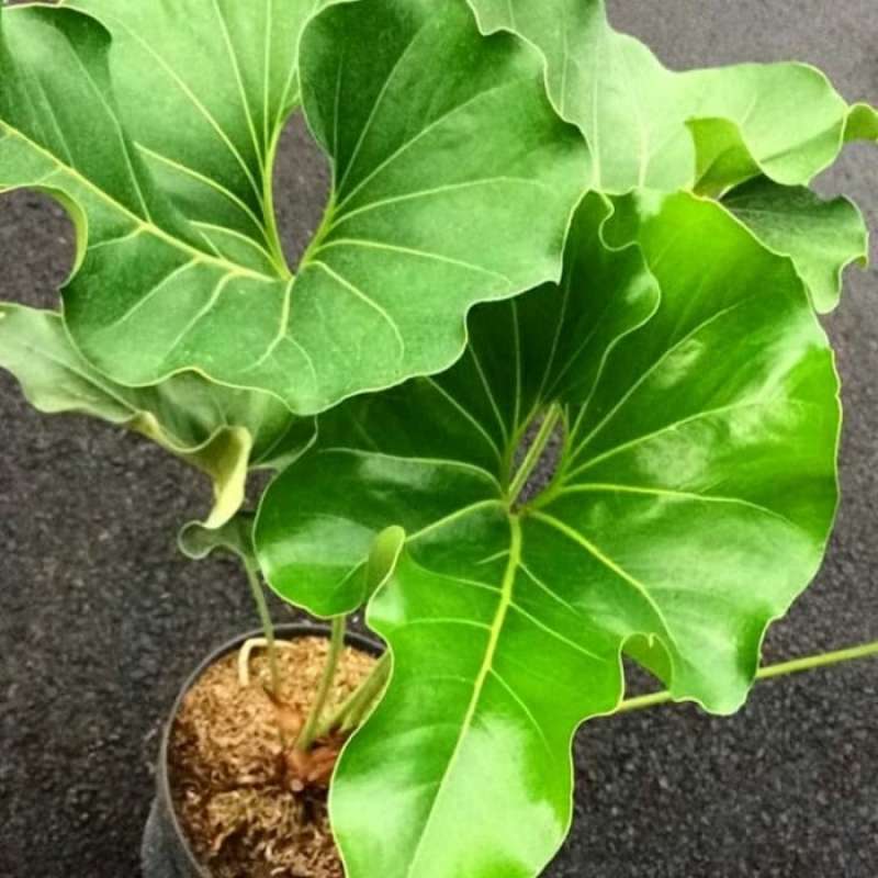 Promo Terbaik Tanaman Hias Indoor - Anthurium Corong Diskon 22% di ...