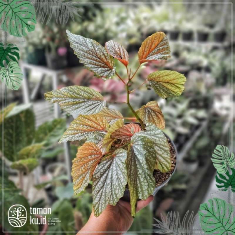 Jual Tanaman Kembang Bunga Perak Original Murah - Harga Diskon April ...