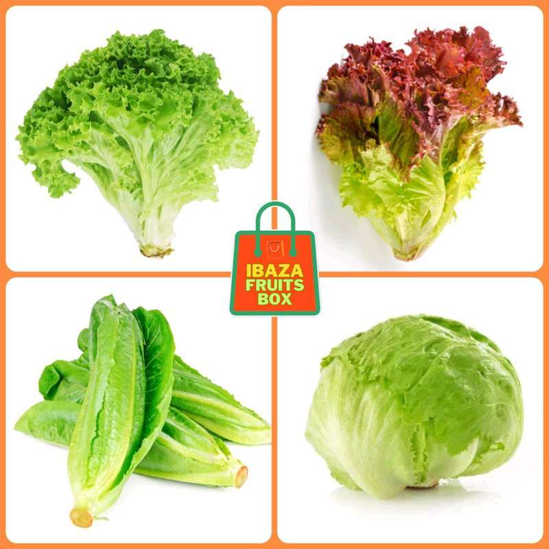 Jual Sayur Selada Romaine, Selada Bokor, Lettuce, Selada Keriting Hijau, Selada Merah Sayur ...