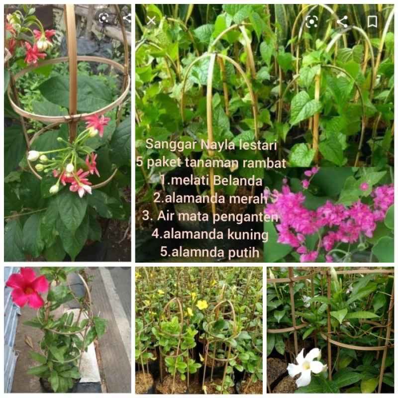 Promo Tanaman hias rambat/5 paket tanaman rambat Diskon 23% di Seller ...