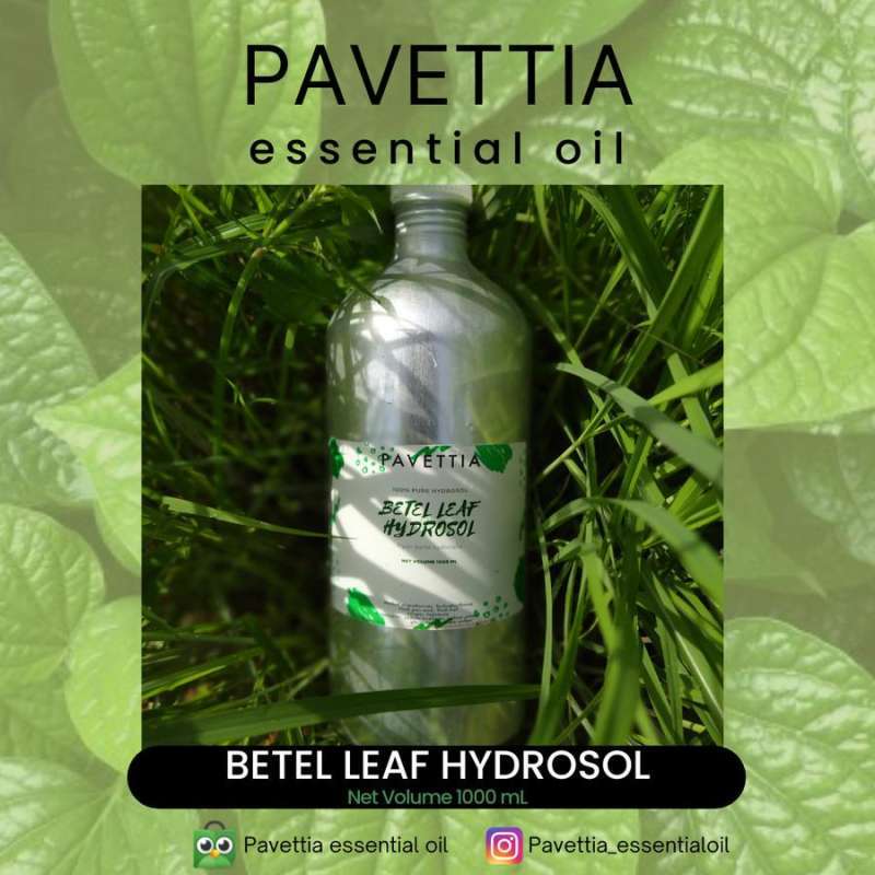 Jual Betel Leaf Hydrosol - Hidrosol Daun Sirih 1000 Ml Di Seller Pavettia Essential Oil ...