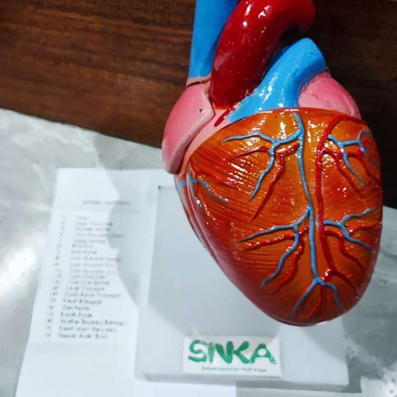 Promo Model Torso Jantung Manusia Anatomi Diskon 23% Di Seller Pinglan ...
