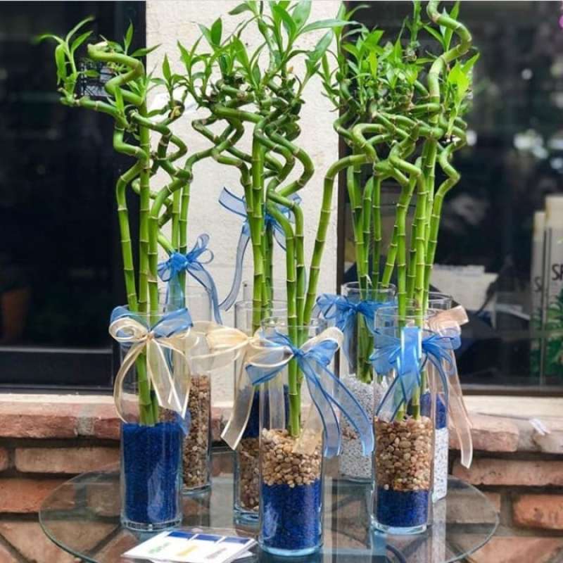 Promo Tanaman Hias Bambu Hoki Money Tree Isi 5 Batang + Pot Tawon Putih ...