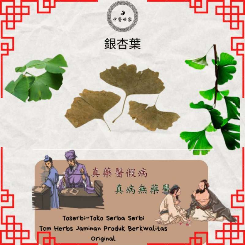 Promo 100gr Yin Xing Ye Folium Ginkgo Ginkgo Leaf Ginkgobiloba Diskon ...