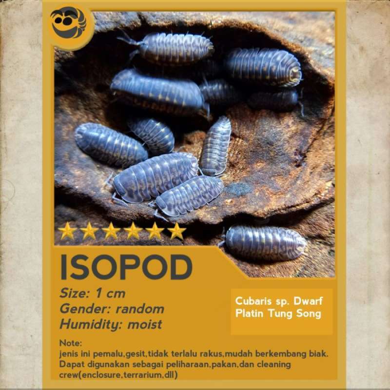 Jual Kartu Koleksi Isopod Cubaris Sp. Dwarf/platin Tungsong Di Seller ...