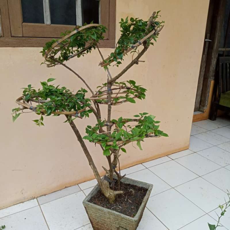 Promo Tanaman Bugenfil/tanaman Bugenvil. Diskon 23% Di Seller ...