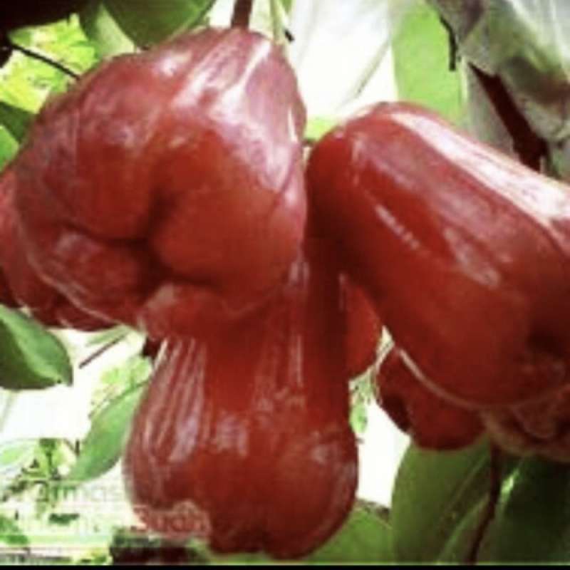 Promo Tanaman Buab Jambu Cincalo Merah // Manis Dan Renyah. Diskon 23% ...