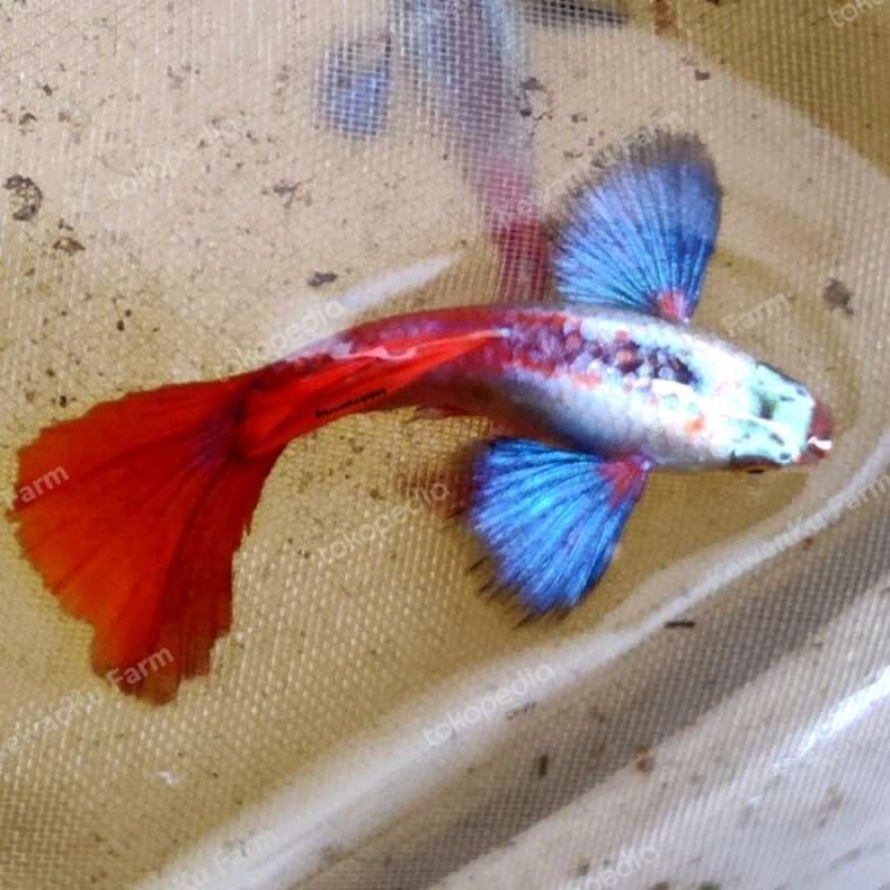 Jual Guppy Prtde Platinum Red Tail Dumbo Ear Grade A Sepasang - Betina Di Seller Aghanim ...
