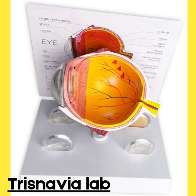 Promo Cornea Eyeball Model Human Demonstration Teaching Cataract ...