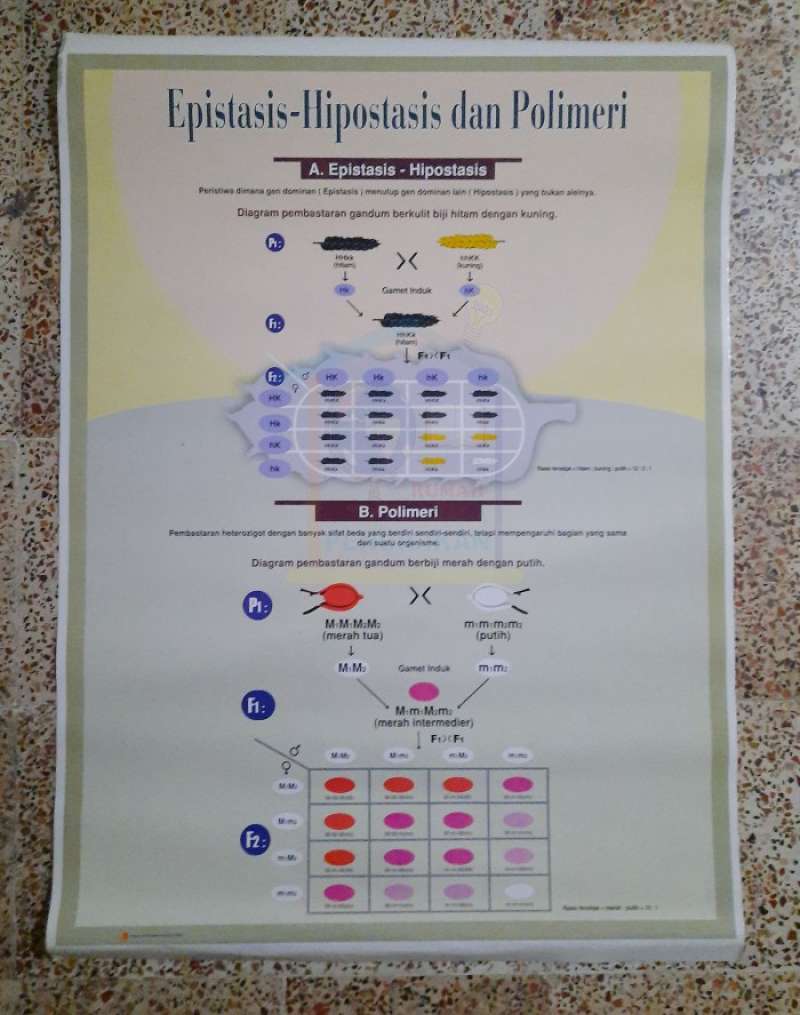 Promo Poster Epistasis-hipostasis Dan Polimeri Diskon 23% Di Seller Zawaru Store - Tanah Tinggi ...