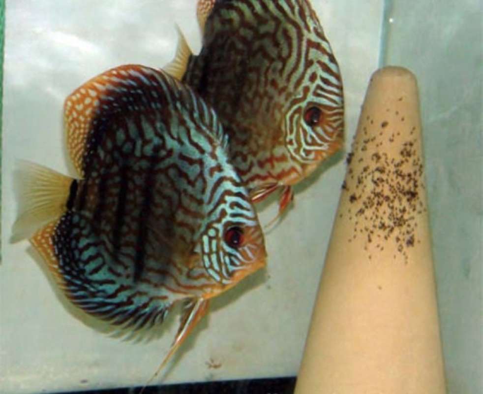 Promo Discus Breeding Cone Tempat Bertelur Ikan Discus Tempat Bertelur ...