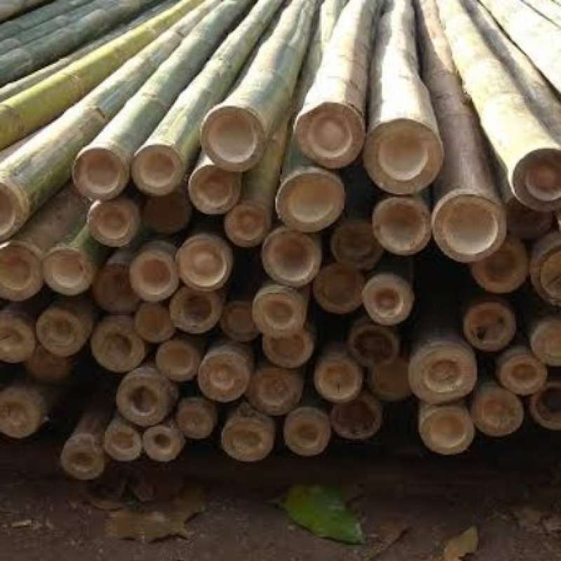 Jual Bambu Untuk Bangunan - 4x6 Di Seller Yama - Cengkareng Timur, Kota ...