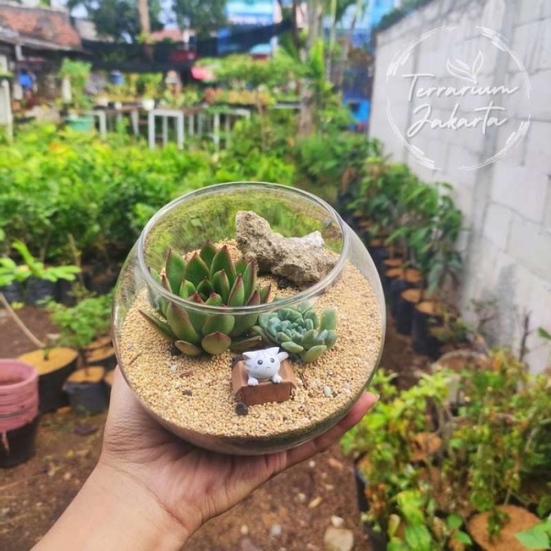 Promo Terrarium Sukulen & Kaktus Medium Tipe Iii | Gift Plant | Kado ...