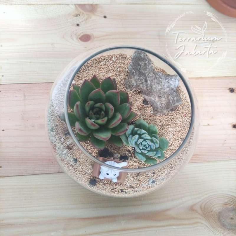 Promo Terrarium Sukulen & Kaktus Medium Tipe Iii | Gift Plant | Kado ...