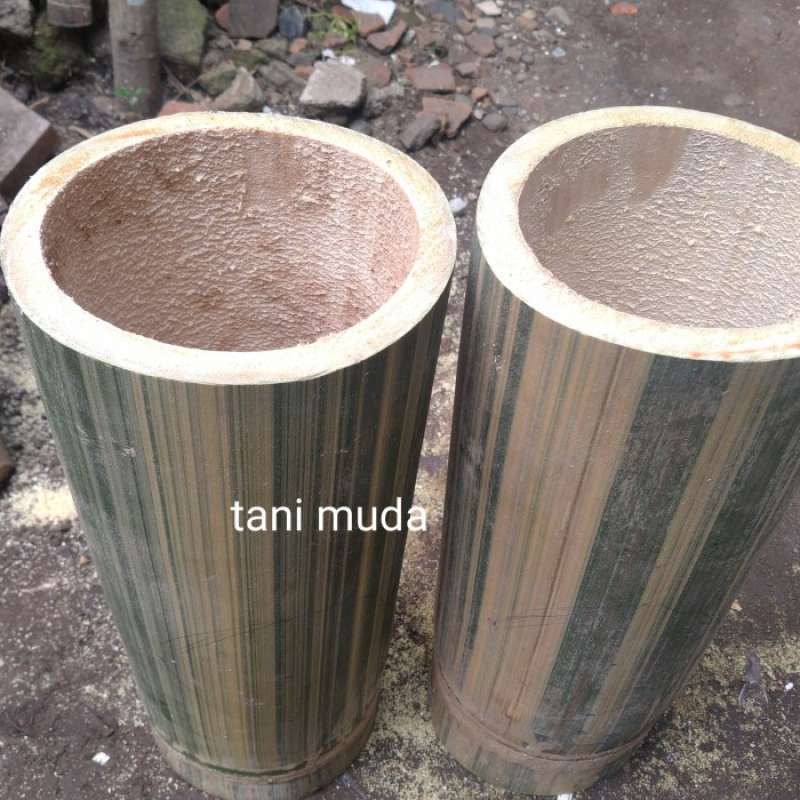 Jual Bambu Surat/bambu Langka Besar Diameter 14-17 Cm Panjang 50 Cm Di ...