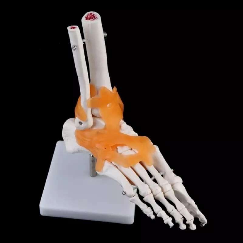 Jual Anatomi Model 1: 1 Human Skeleton Human Model Joint Medical ...