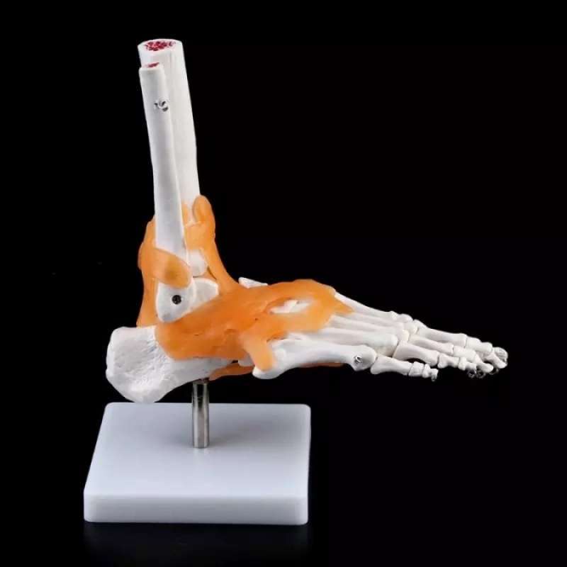 Jual Anatomi Model 1: 1 Human Skeleton Human Model Joint Medical ...