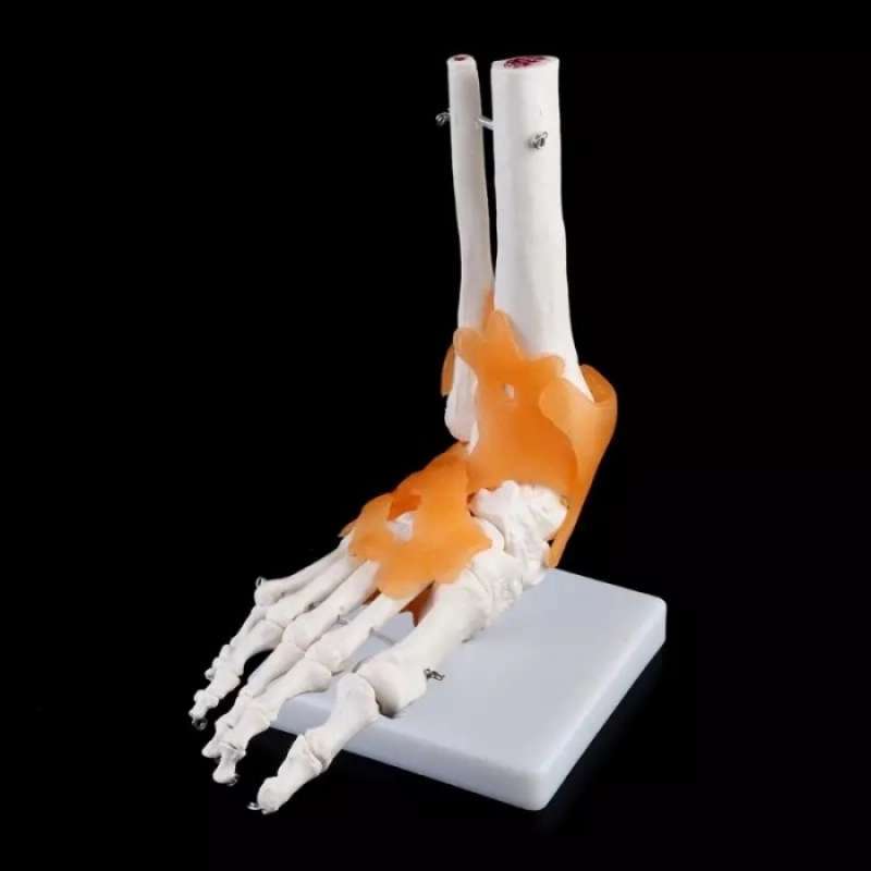Jual Anatomi Model 1: 1 Human Skeleton Human Model Joint Medical ...