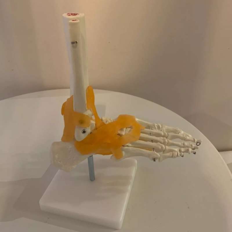 Jual Anatomi Model 1: 1 Human Skeleton Human Model Joint Medical ...